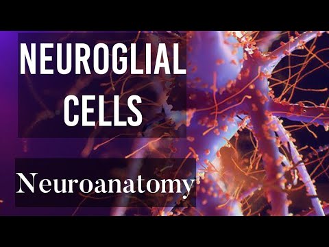 (Chapter 4) Neuroglial cells | Glial cells types | Neuroanatomy basics ...