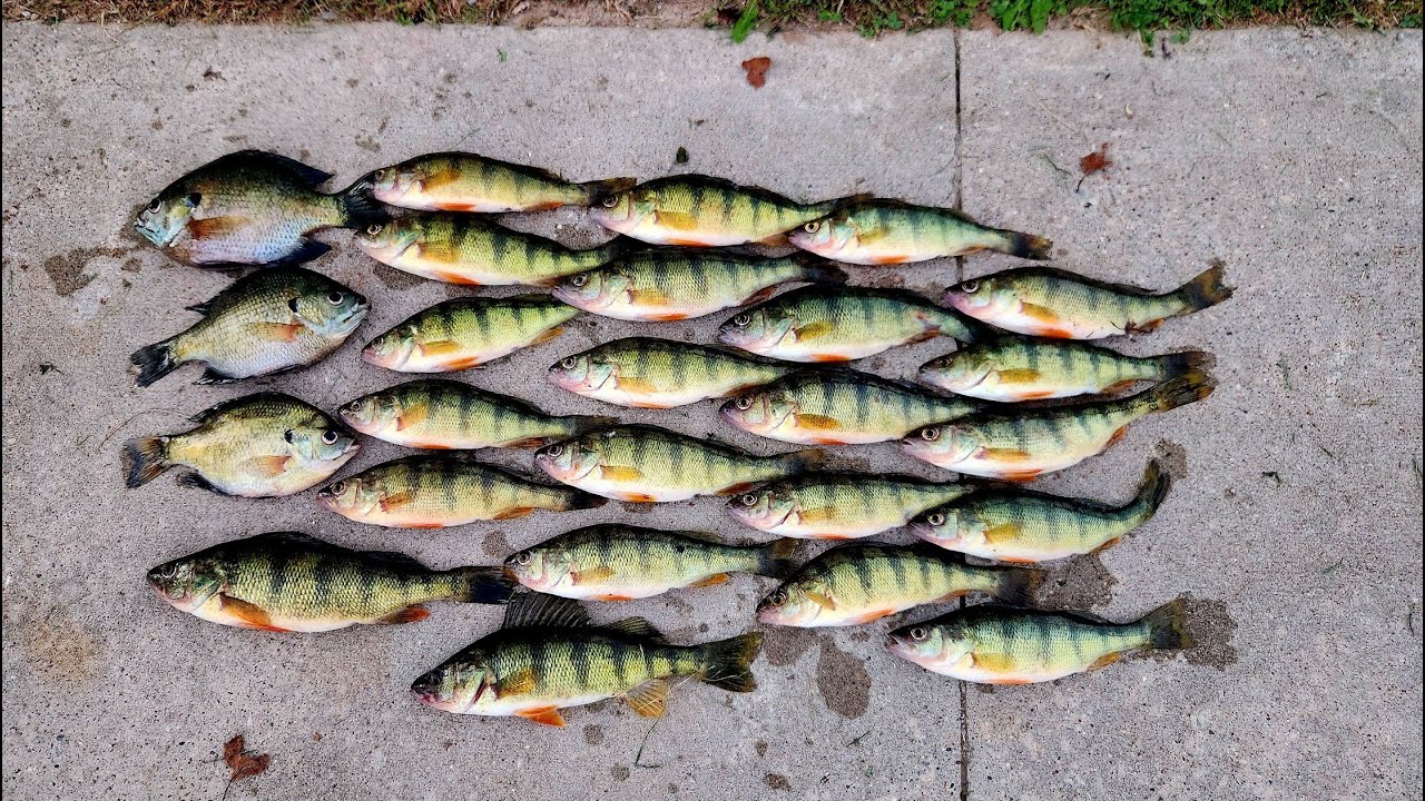 A LIMIT of Perch on Little Lake Butte Des Morts! #perch #yellowperch # ...