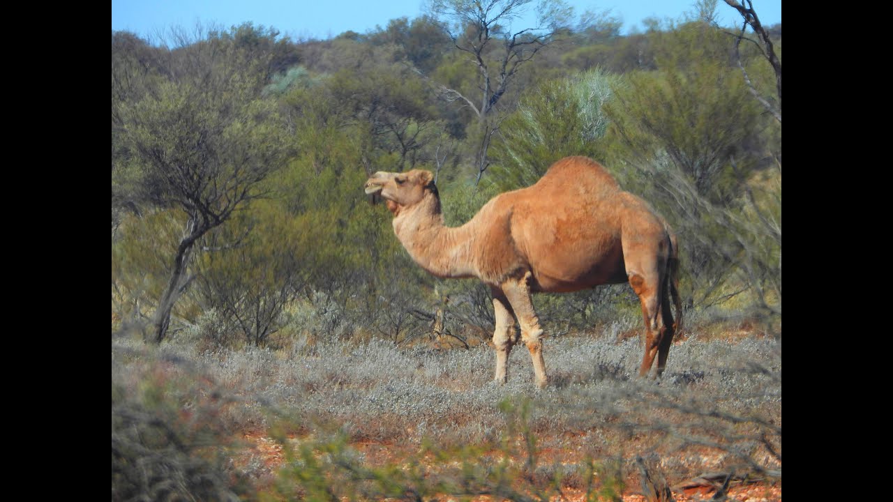 Wild camels on Great Central Road - Western Australia - YouTube