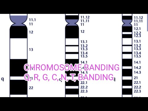 CHROMOSOME BANDING || C, Q, R, G, T, N BANDING - YouTube
