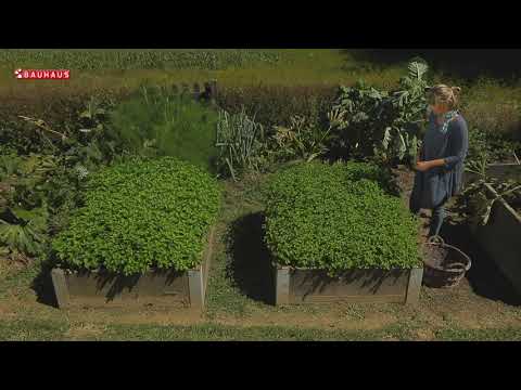 Škola vrtlarstva - menta u vrtu