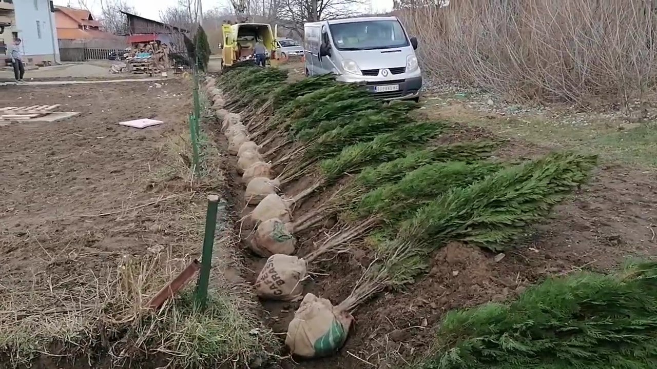 Tuja je zimzeleni četinar gustorazgranate krošnje - Sadnja žive ograde ...