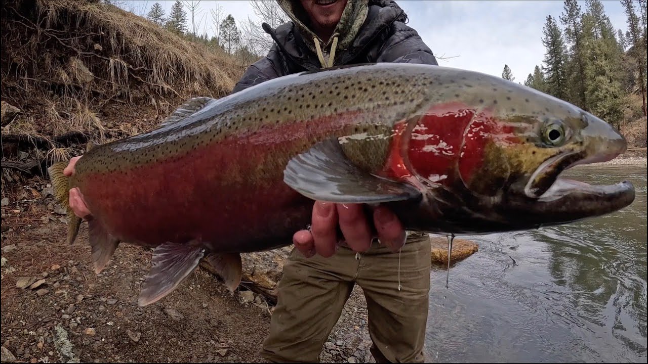 EPIC STEELHEAD | 2 Fish 1 Net - YouTube