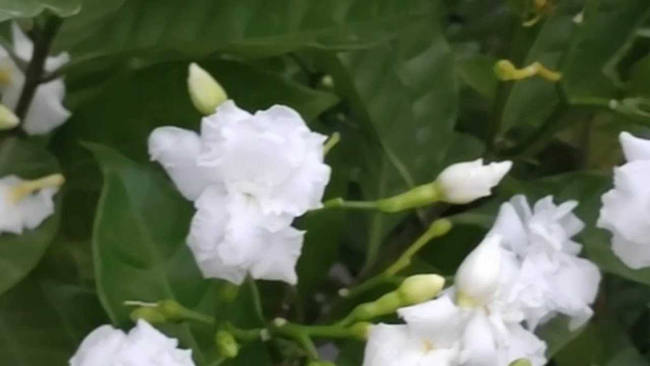 Double Chandni plant।। अगर आप भी ढेर सारा फूल पाना चाहते हैं तो जरूर ...