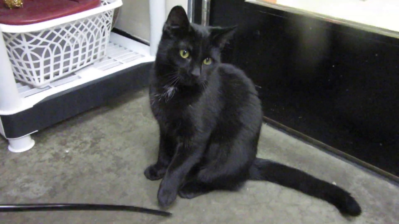8 month old kitten MINNIE available for adoption - YouTube