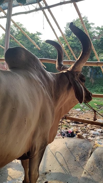 বিশাল সিংহের গরু - YouTube