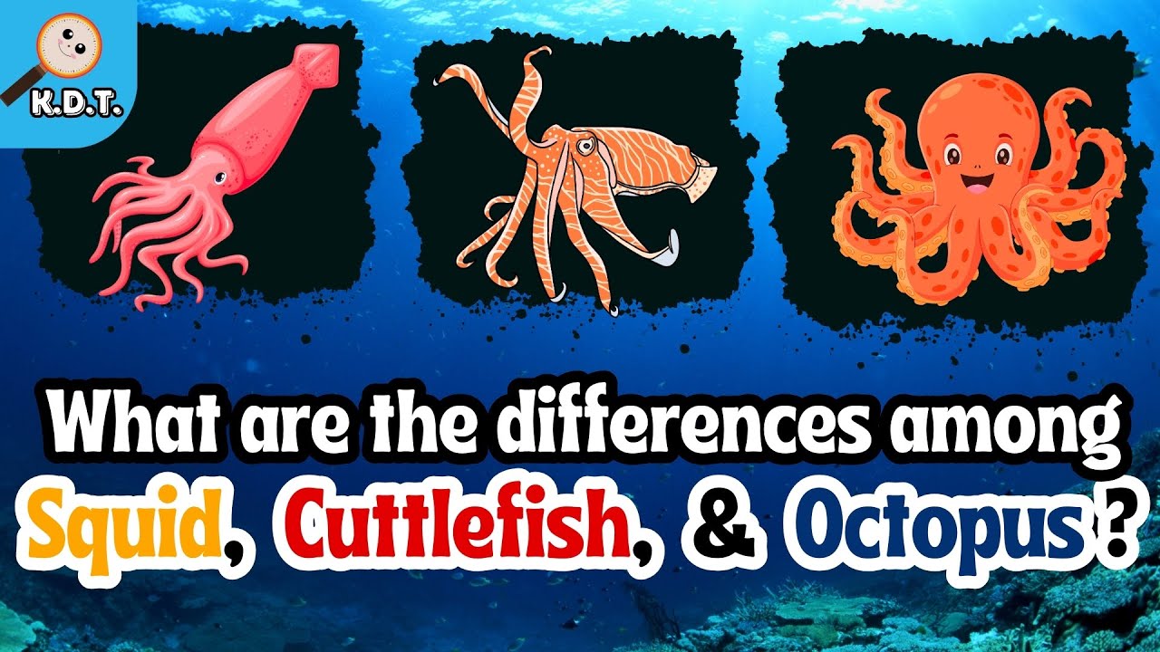 What are the differences in Squid, Cuttlefish and Octopus? | Discover Sea Animals - YouTube