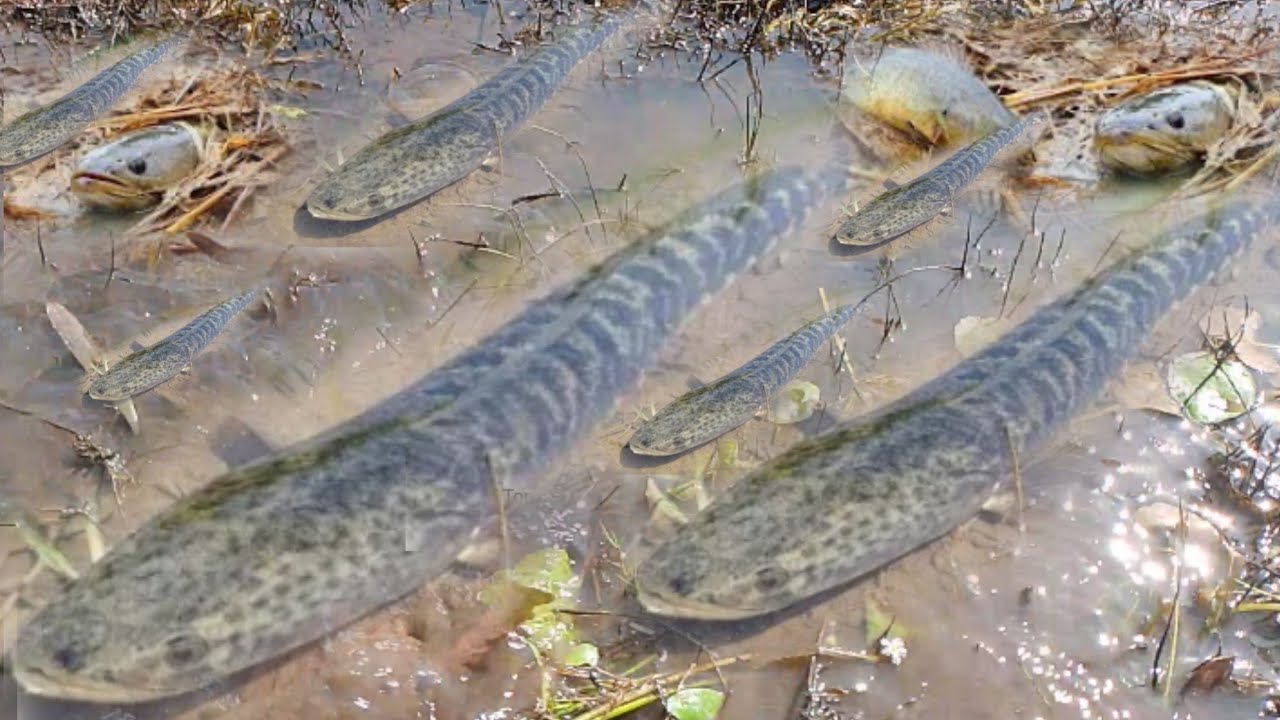 aji bamote bohut mas dorilu🐟#fishing - YouTube