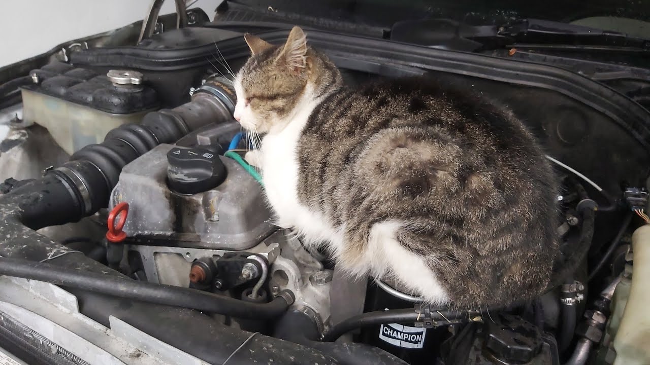 Reparacija dizni sa prijateljima: Mimi i kanta benzina | Mercedes OM605 ...