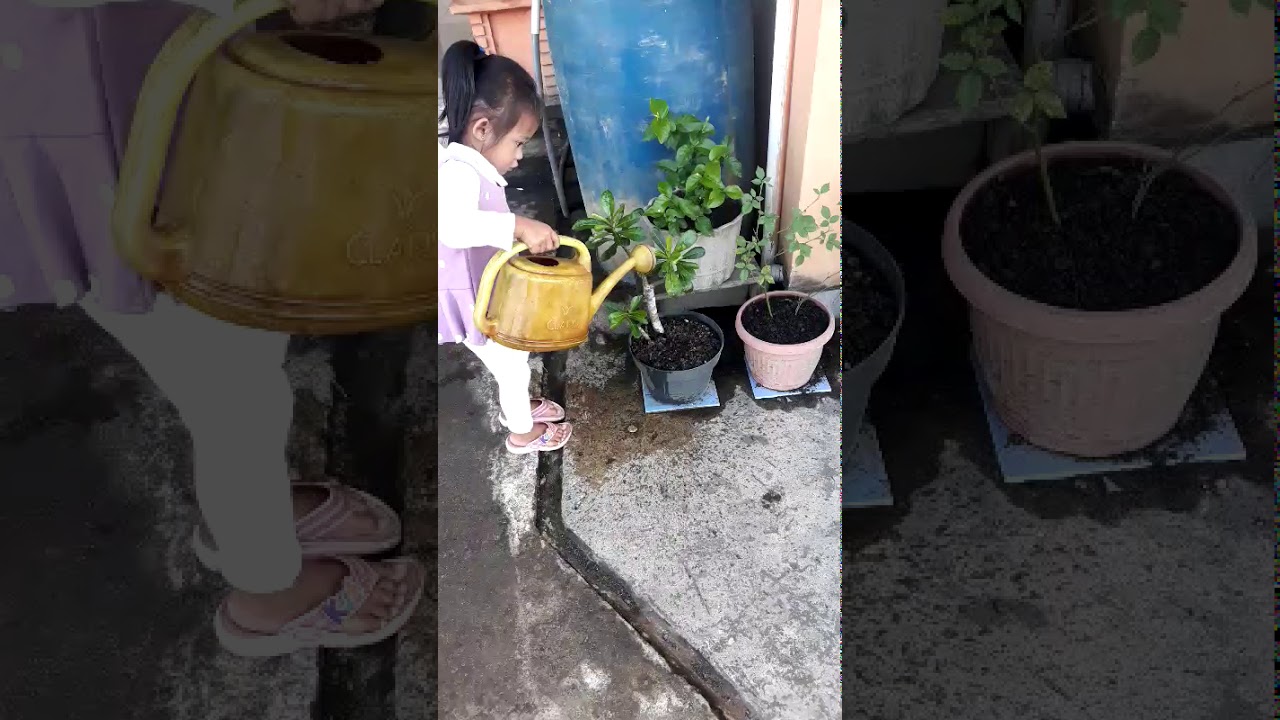 Belajar siram bunga - YouTube