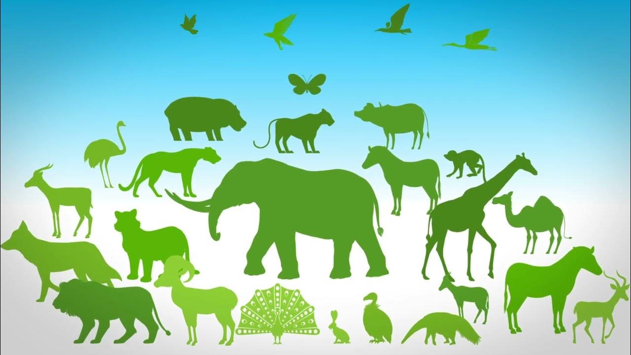 A short animation on major outputs and achievements of the CBIT Project in Bangladesh - YouTube