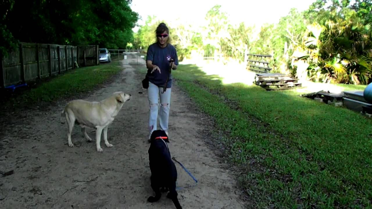E Collar Intro Labrador Bucky Dogtra Pager - YouTube