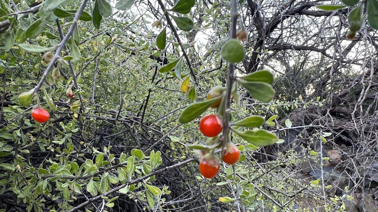 AZ Plant Reviews: Goji Berry /Wolfberry (Lycium barbatum) - YouTube