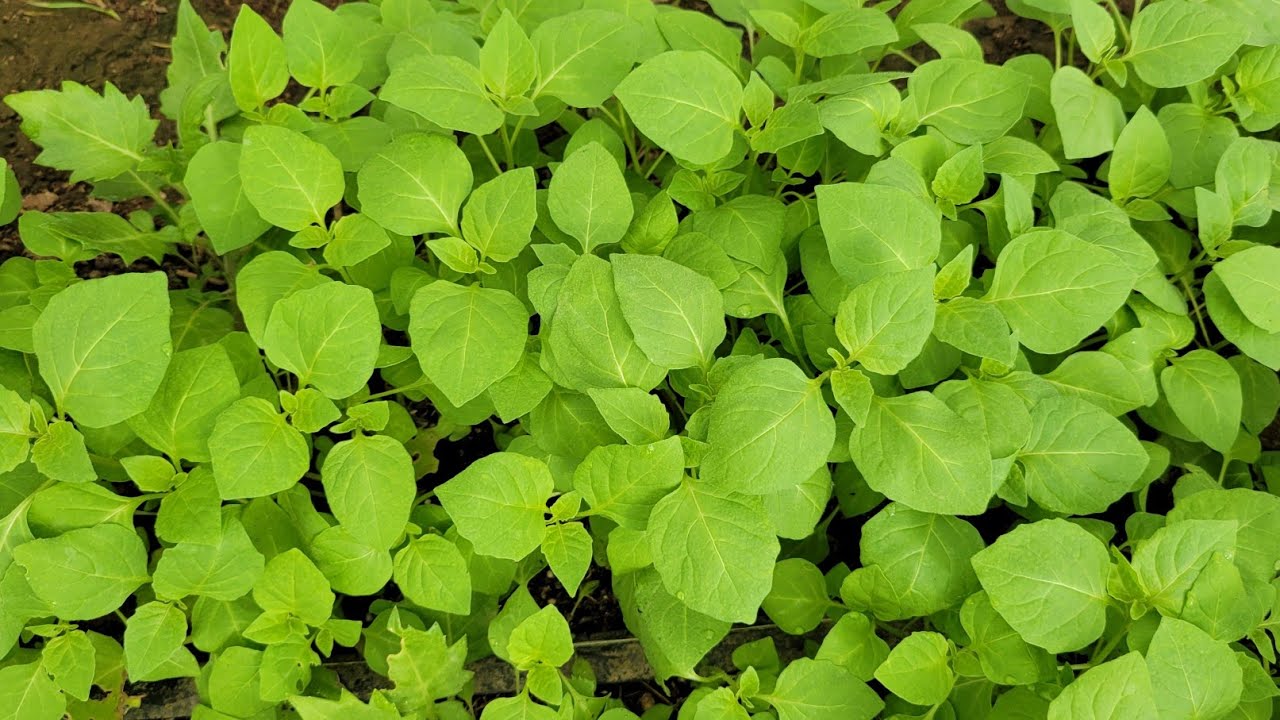 Part1: Zaub iab zoo dim2 zis txia zis ntsuj ntsuav thiab ntau yam ...