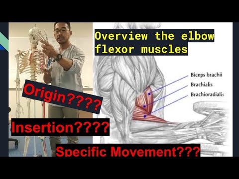 Elbow Flexor Muscles: Origin, Insertion and Specific Movements - YouTube
