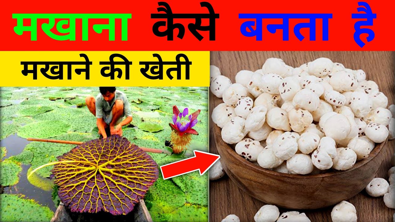 मखाना की खेती । makhana kaise banta hai |fox nut (makhana) making ...