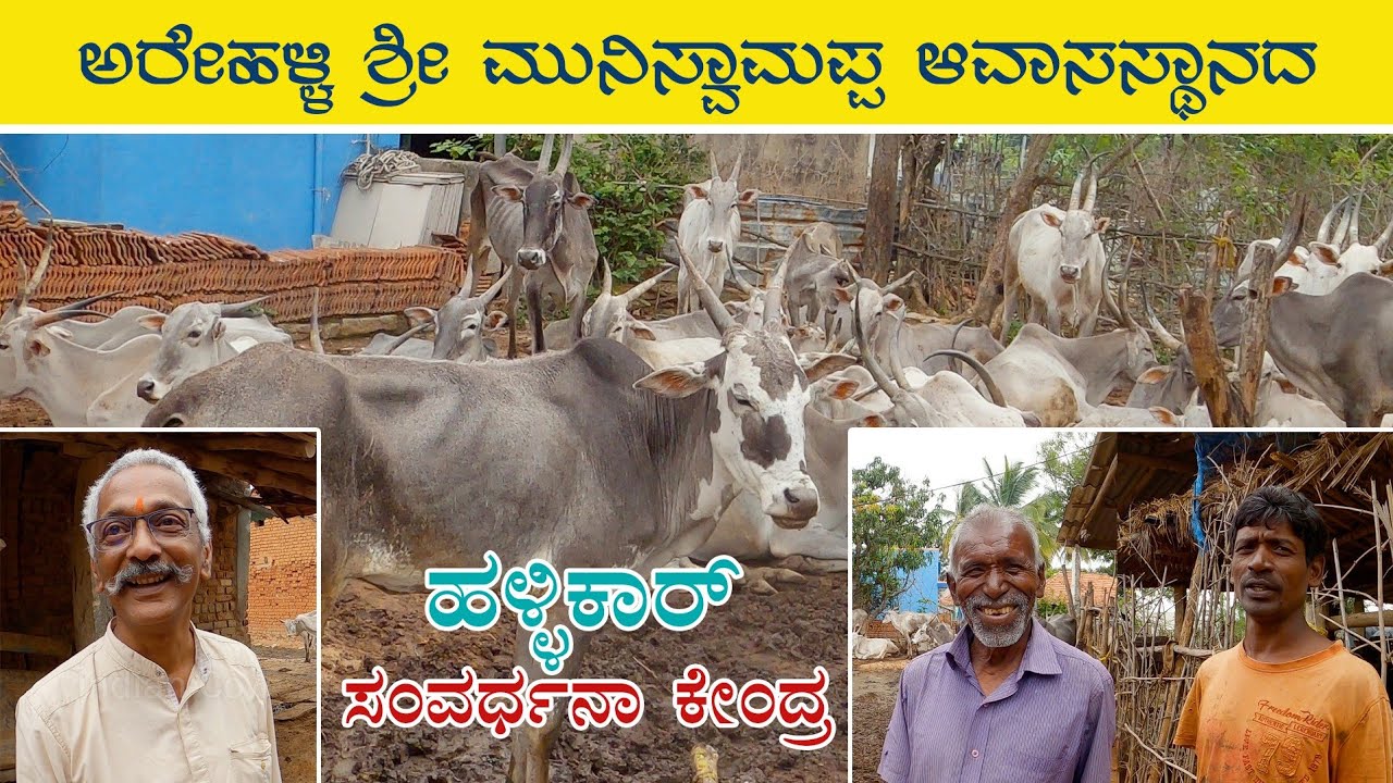 Arehalli Muniswamappa Hallikar cattle conservation centre - YouTube