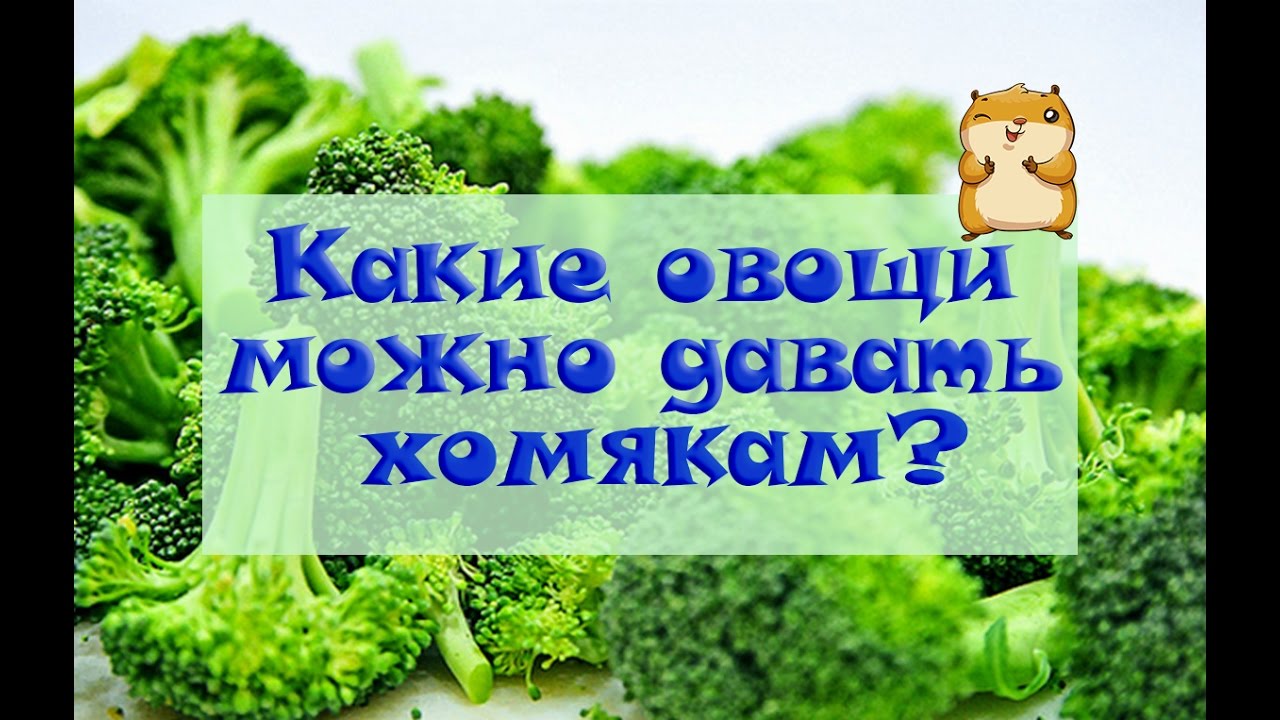 Какие овощи можно давать хомякам Питание хомяков ★ Youtube