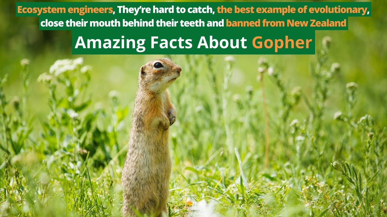 Amazing Facts About Gopher - YouTube