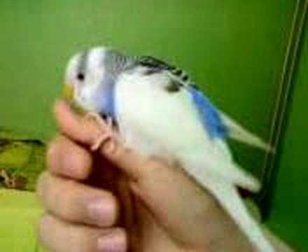 şerefin mastürbasyonu