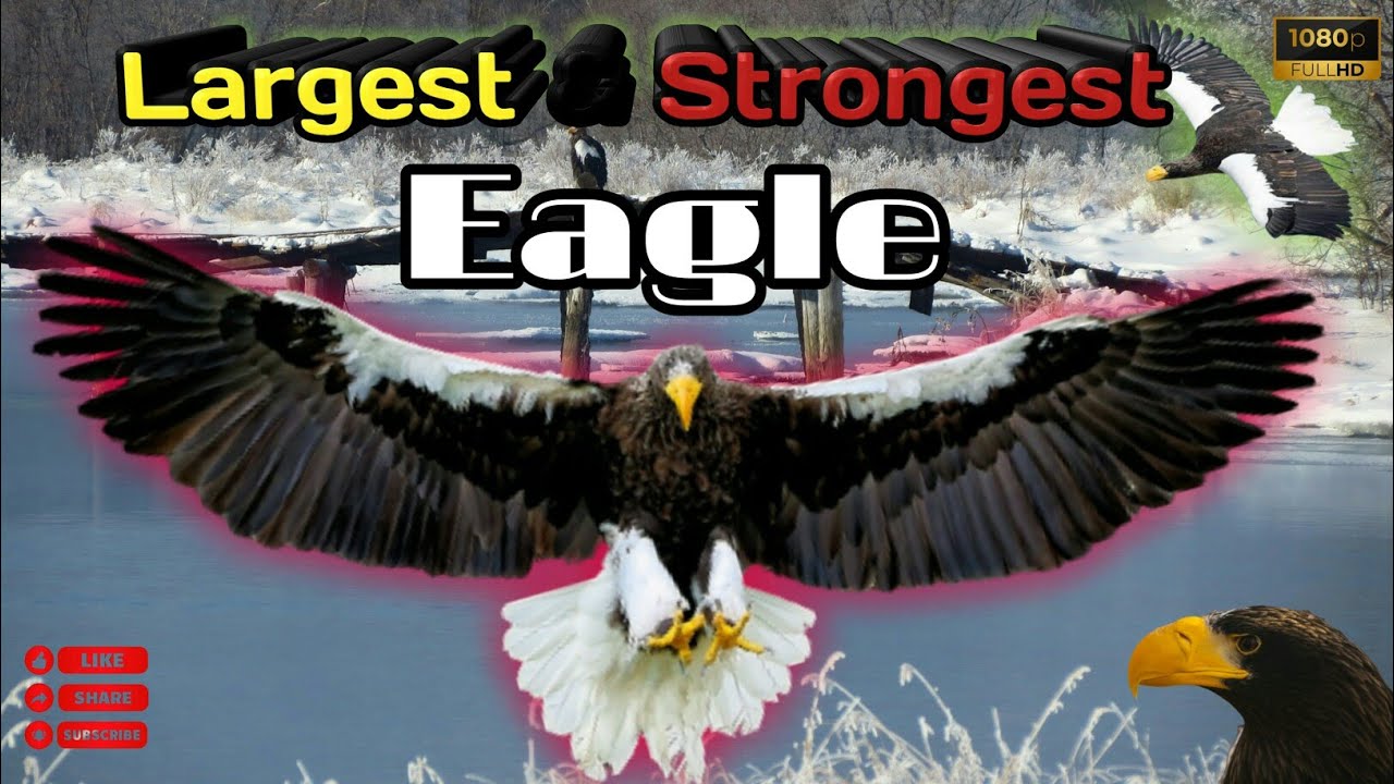 Largest Eagle on Planet | Complete details | Birds Beauty - YouTube
