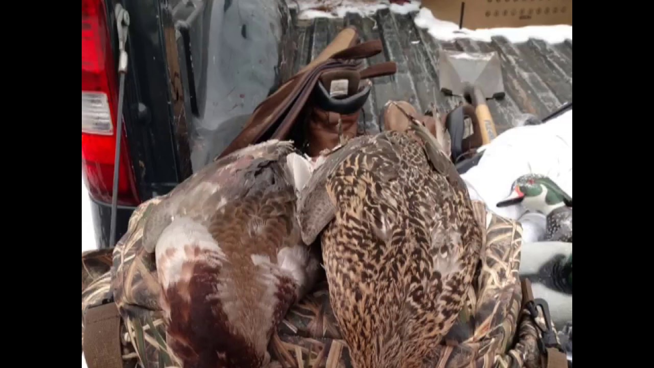Mallard duck hunting - YouTube