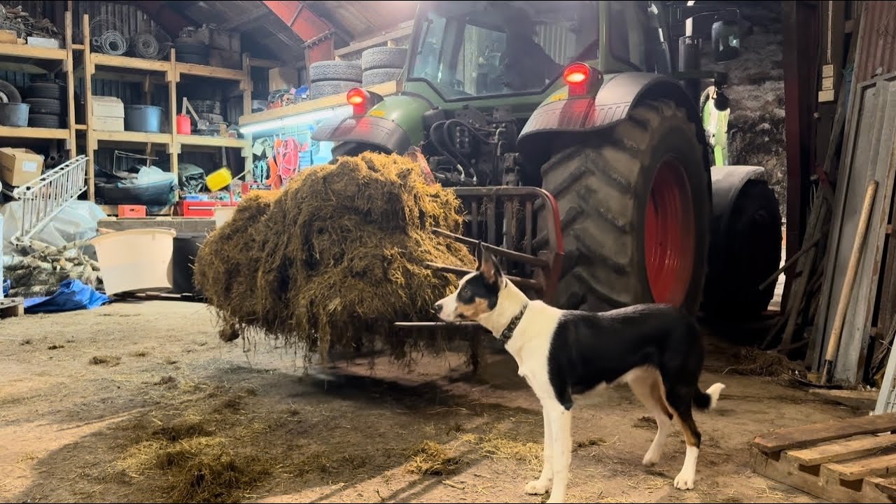 SILAGE GETTING DENSER in the SILAGE TOWER ! | FEEDING our SHEEP ! - YouTube