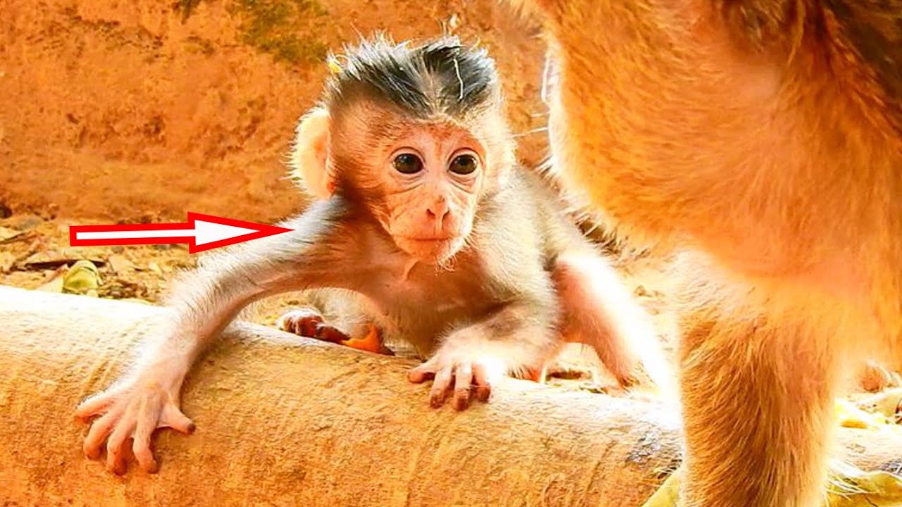 Adorable Baby Bobby Monkey Wildlife He Trying Hard Asked Don't Leave ...