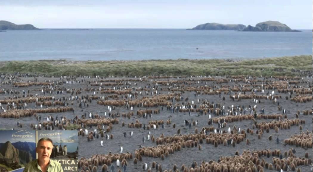 Antarctic Wildlife With Tour Guide Alex Burridge - Peregrine Tours ...