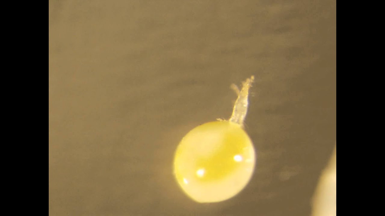 Physogastry in Pyemotidae mites (enlarged opisthosoma of females) - YouTube