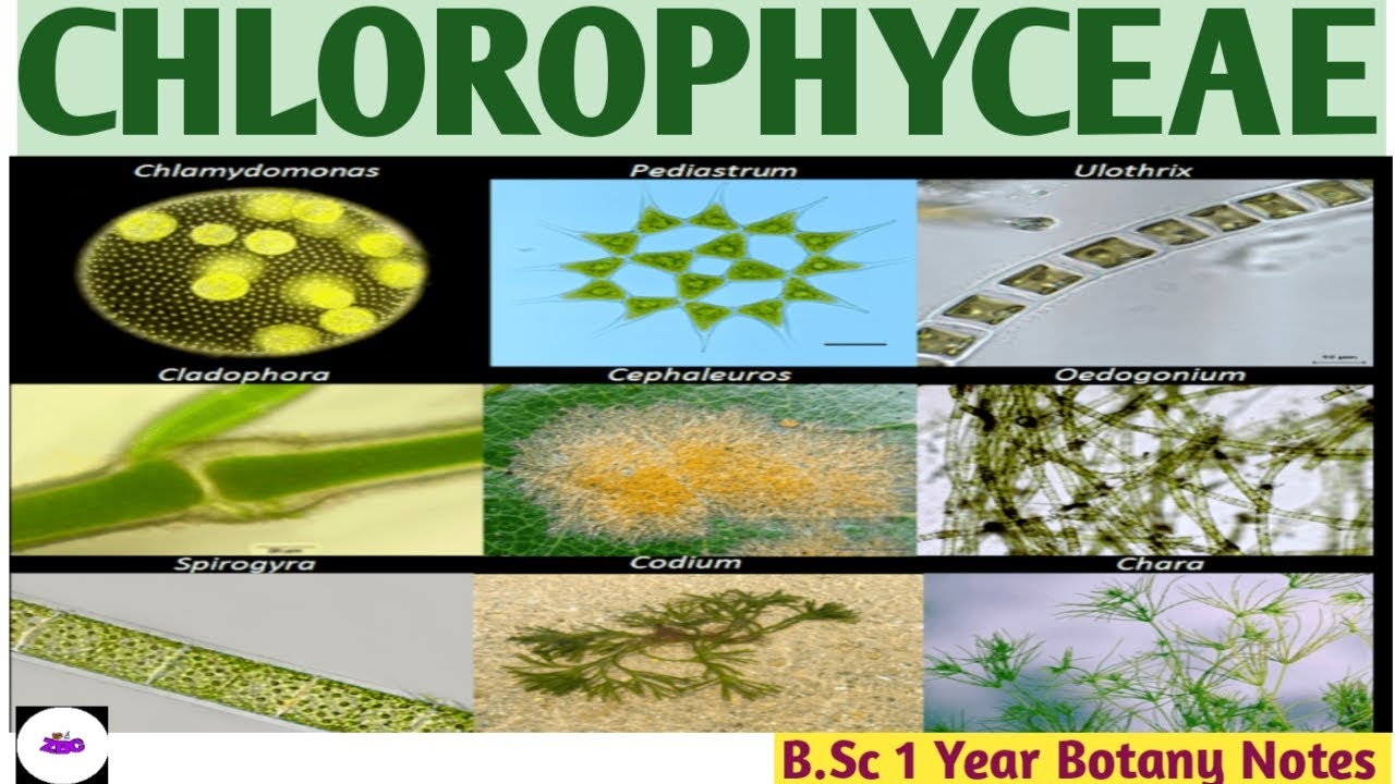 CHLOROPHYCEAE (GREEN ALGAE) | CLASSIFICATION OF ALGAE | B.sc Botany ...