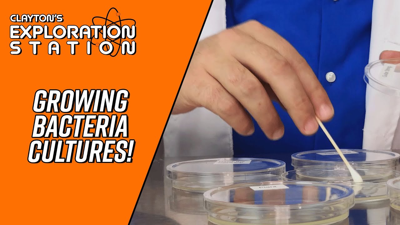 Exploring Bacteria! - YouTube