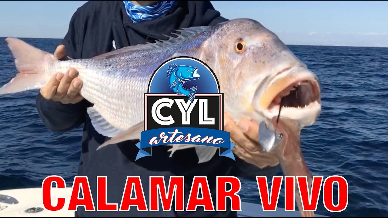 CALAMAR VIVO VINILO CYL ARTESANO - YouTube
