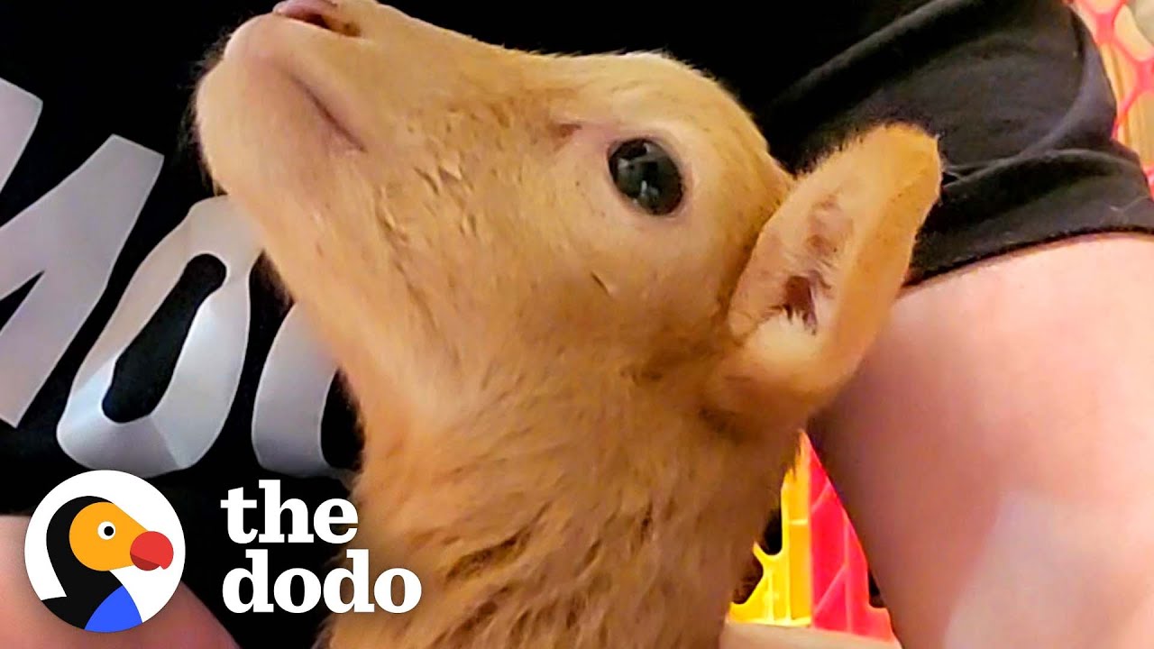 Rescue Lamb Loves Sleepovers with Mom | The Dodo Soulmates - YouTube