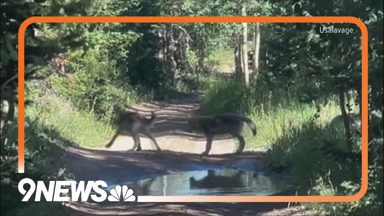 Colorado's new source for gray wolves is outside the U.S. - YouTube
