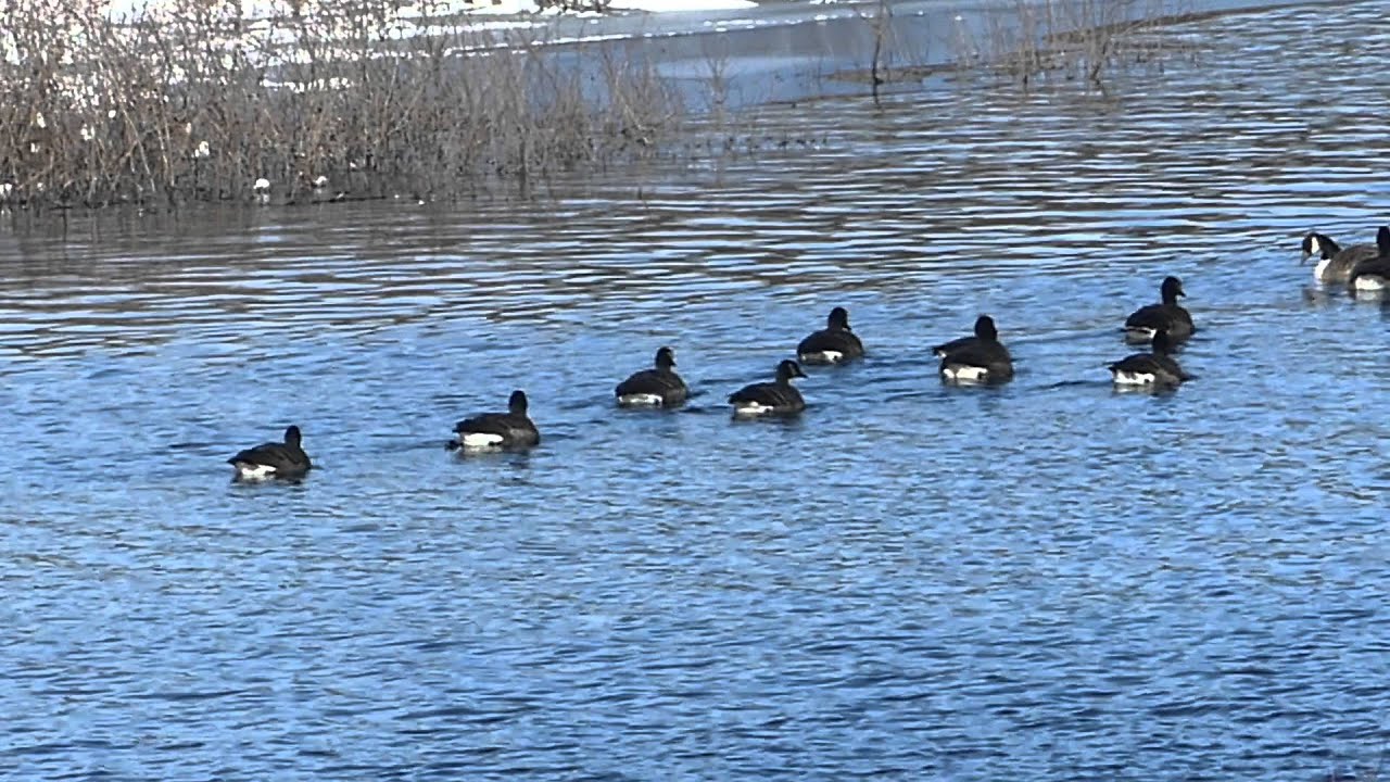 Goose Parade - YouTube