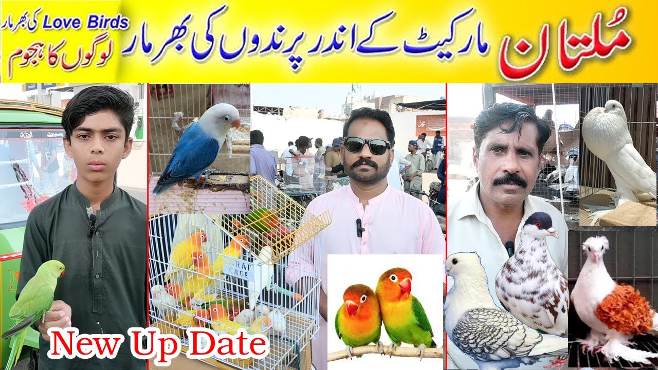 Multan Friday Birds Market New Update Price Multan kabootar Mandi#petsvlog #pigeon #lovebirds ...