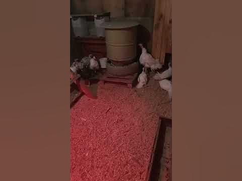 Бункерная кормушка для индюков своими руками - YouTube