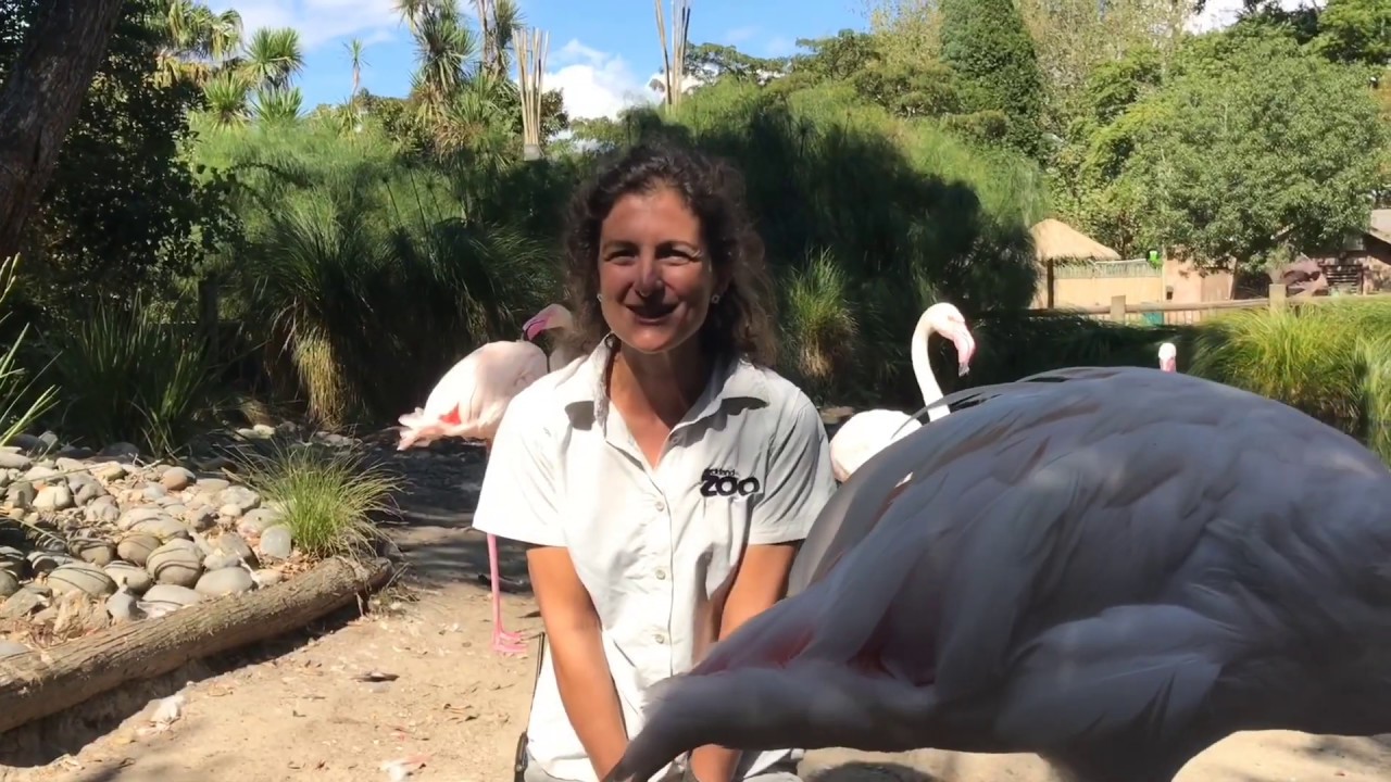 Why I love Auckland Zoo with our bird keepers - YouTube