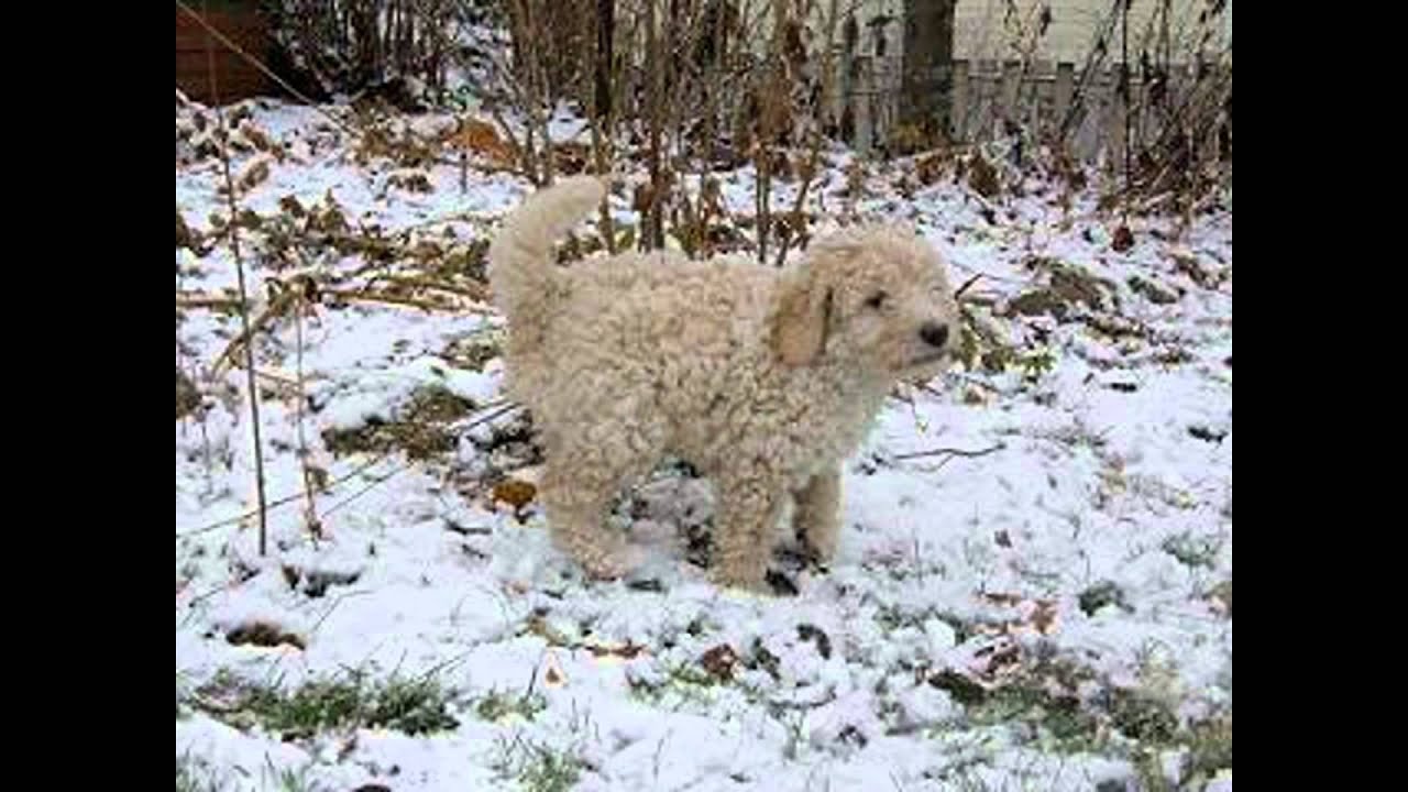 Barbet colors: sand/fawn 1949-2014 - YouTube
