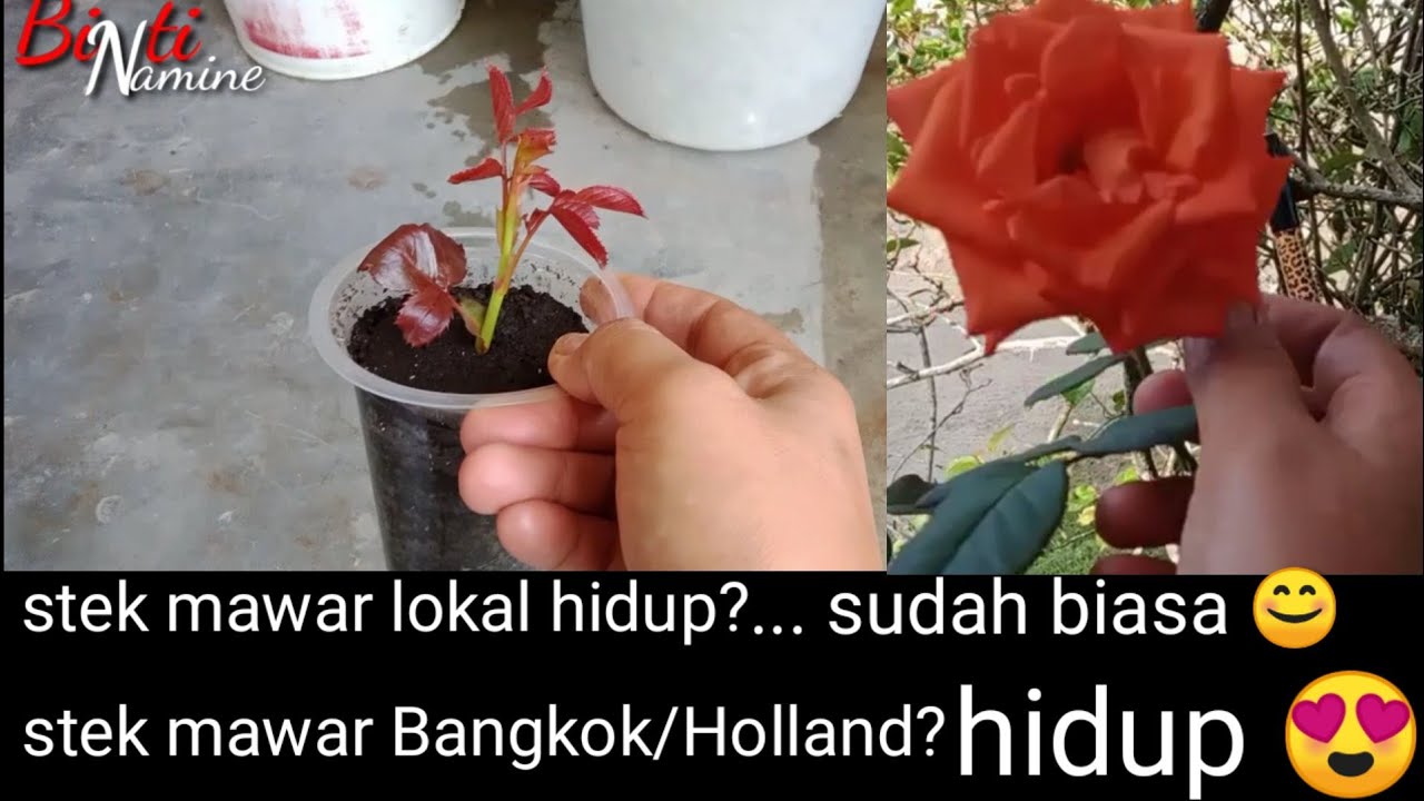 Cara paling mudah stek mawar terbaru - YouTube
