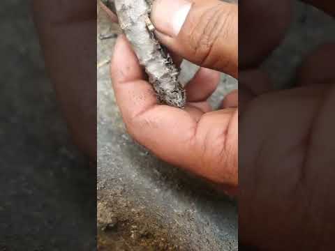 como es un capuyo de mariposa 🦋 no desaroyado y disecado - YouTube