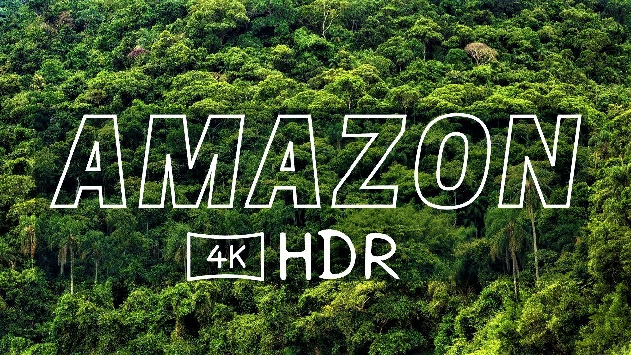 Amazon Jungle 4K - Virtual Forest Walk along Middle Fork Trail ...