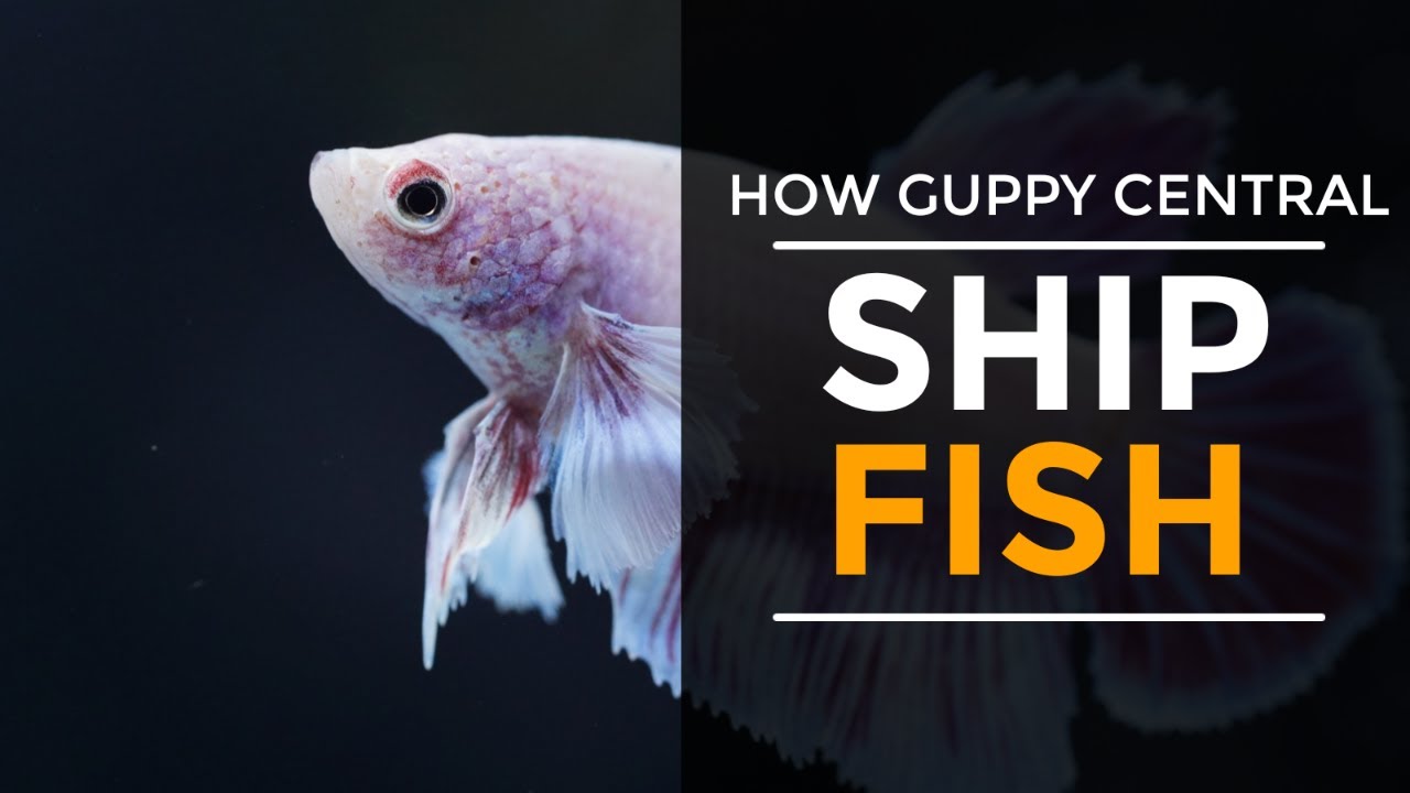 How To Ship Tropical Fish #shiptropicalfish #guppycentral #howto - YouTube
