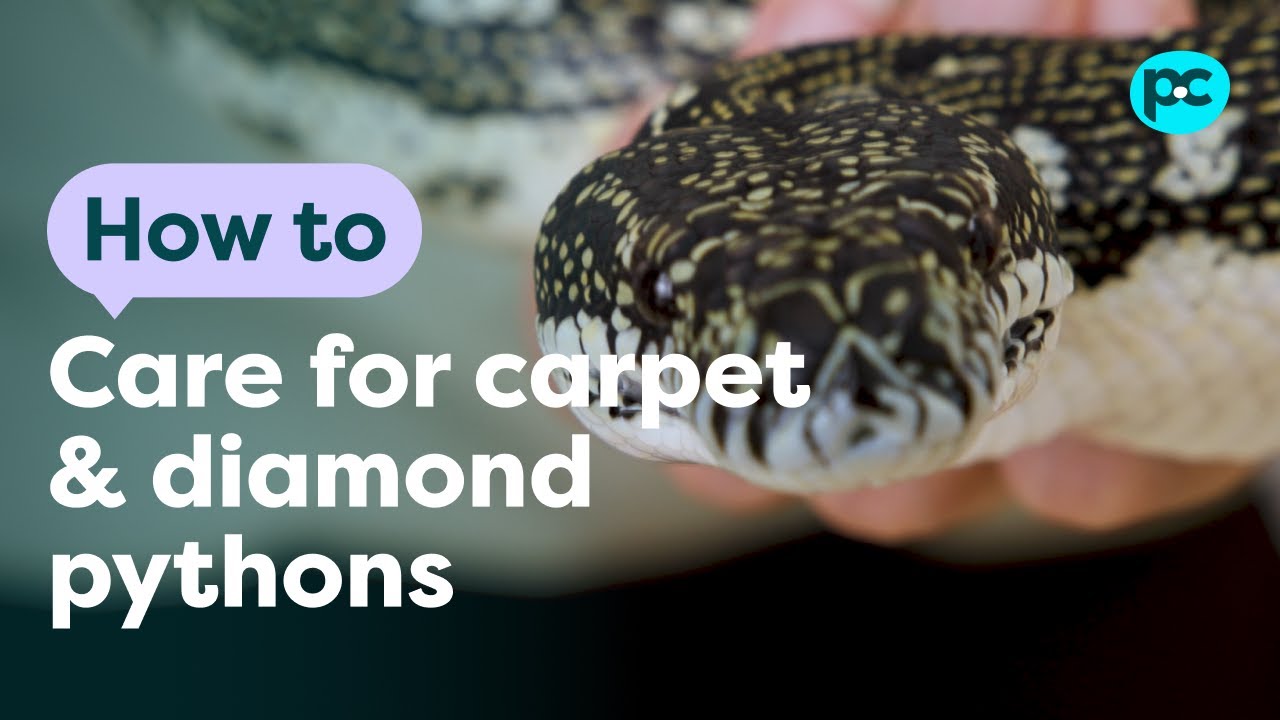 How to take care of carpet and diamond #pythons | PET CIRCLE - YouTube