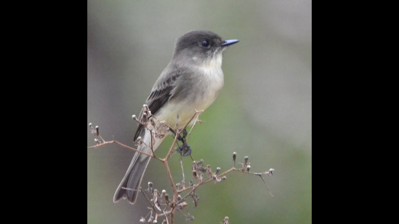 Eastern Phoebe in Central Texas - YouTube