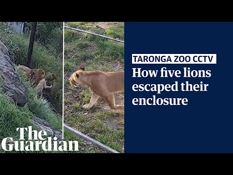 How five lions escaped their Taronga zoo enclosure