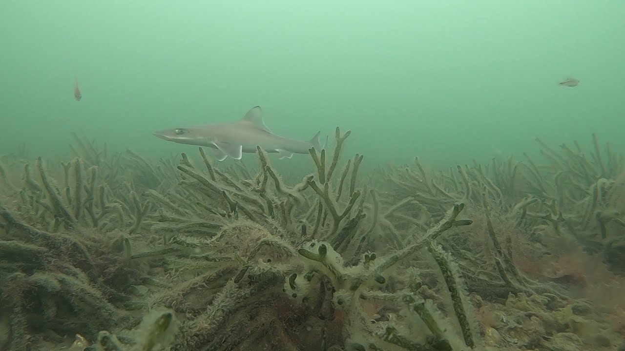 2022-08-23 - Dusky Smooth-Hound in Nantucket Harbor - YouTube