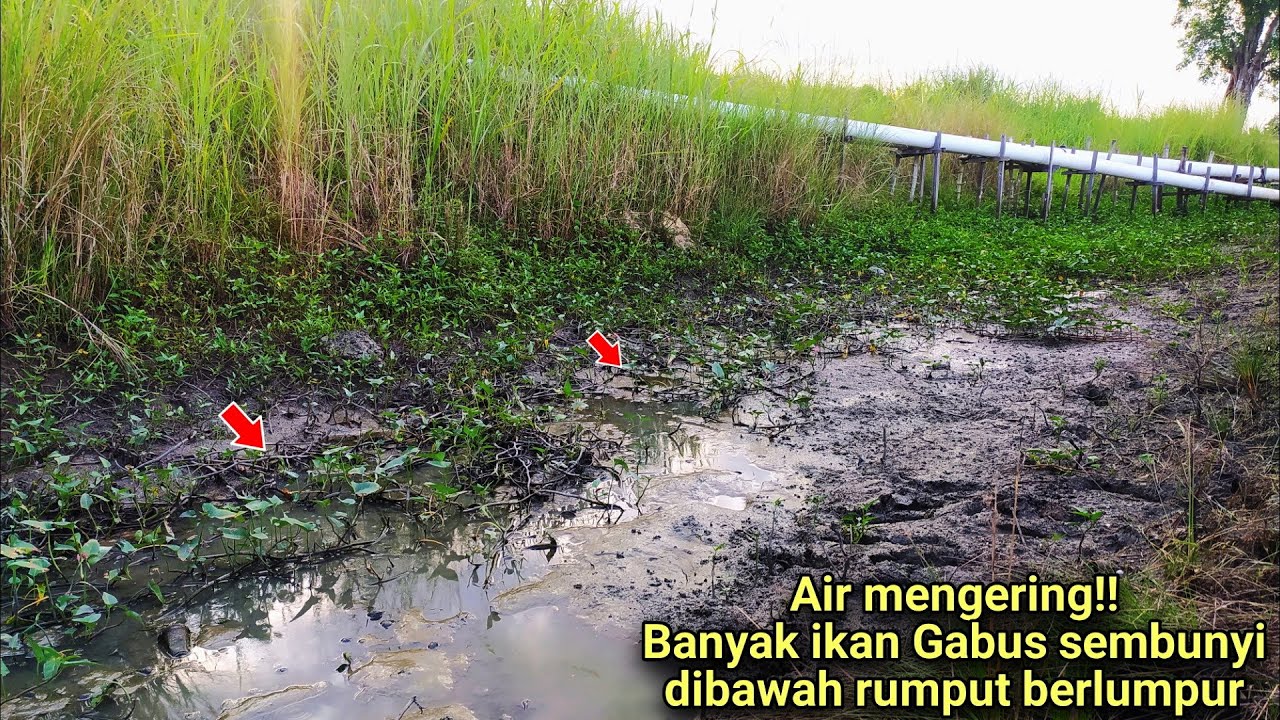Mencari ikan di Sungai kering saat musim kemarau, banyak ikan gabus ...