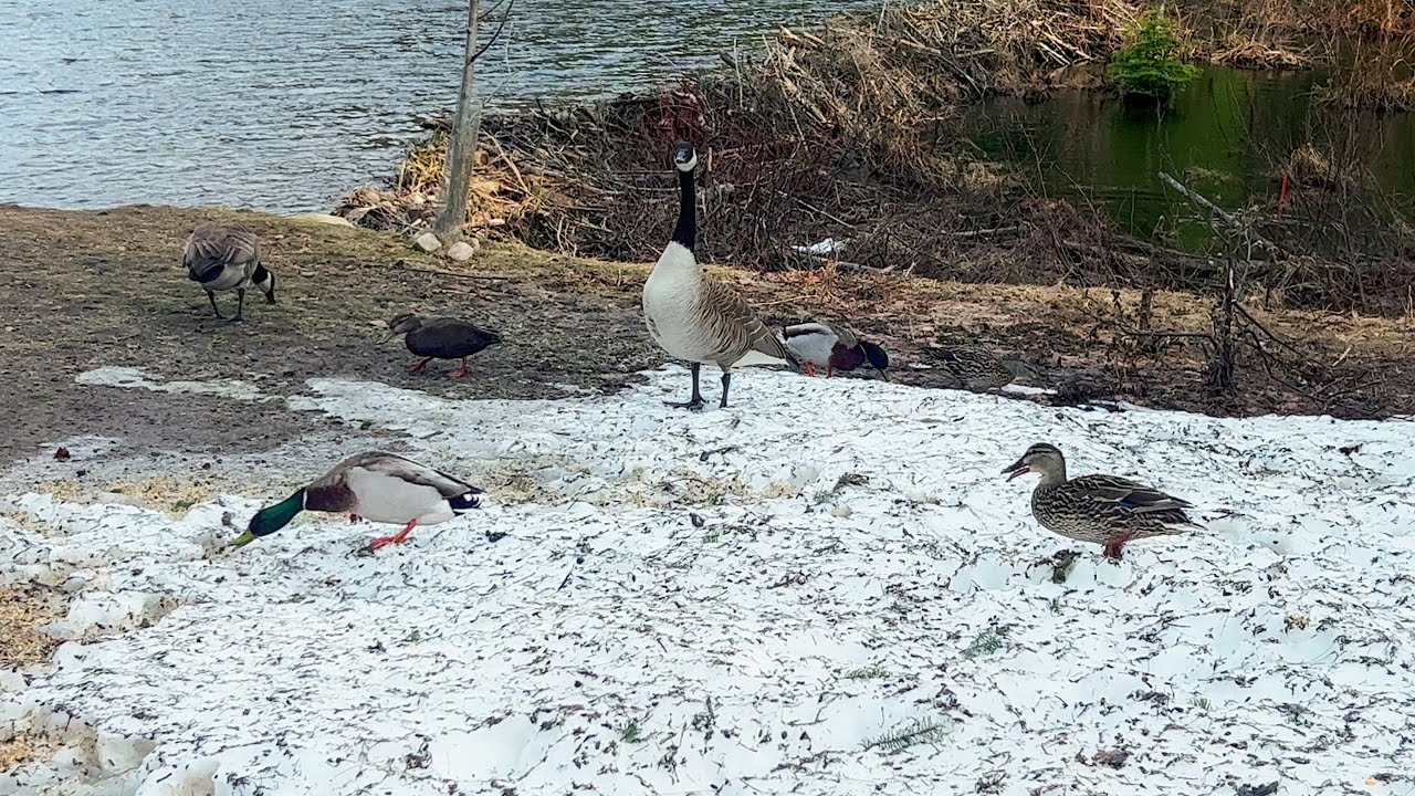 Taking a Break With the Ducks and Geese🦆🦆🪿🪿 - YouTube